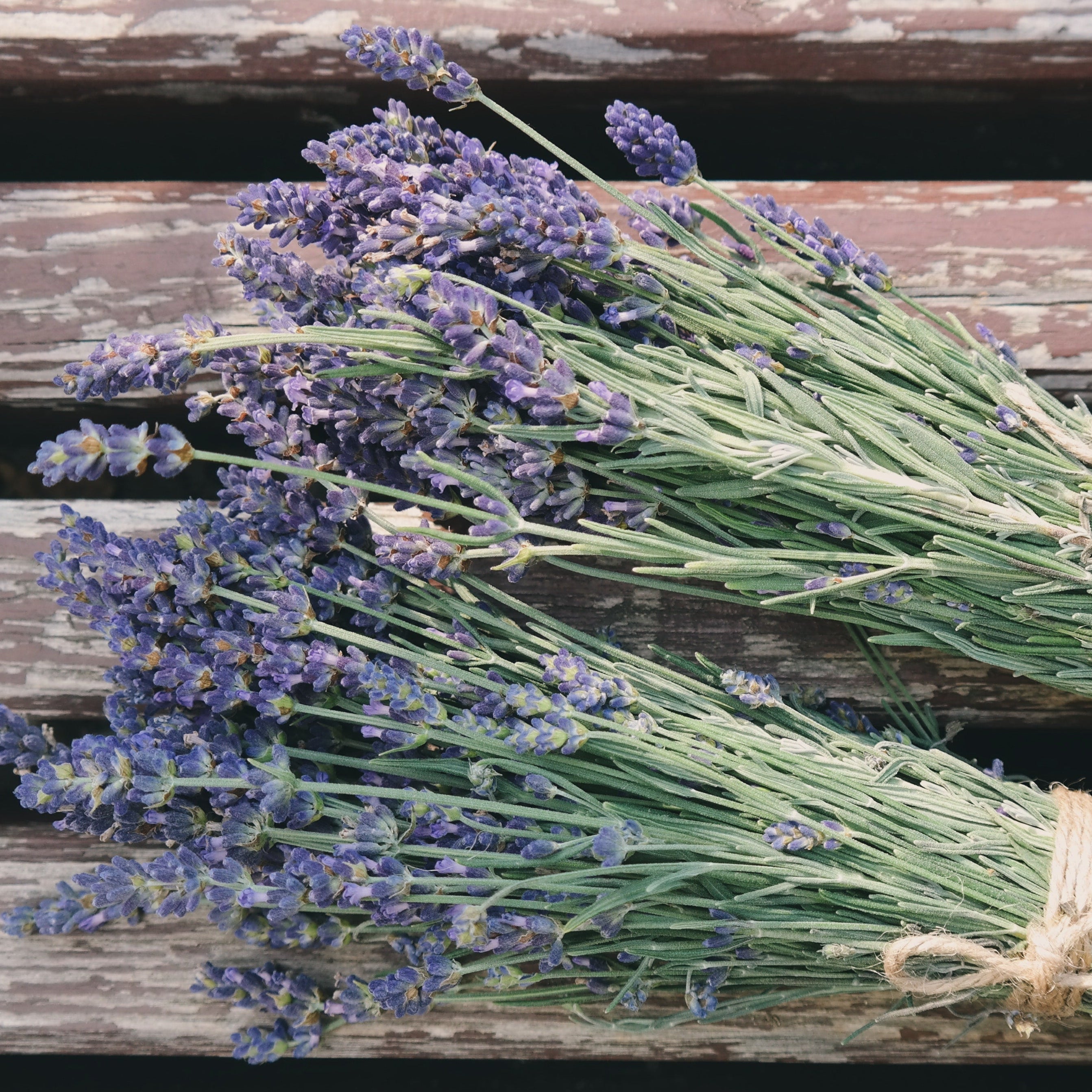 French Lavender Fragrance Oil – Direct Candle Supply
