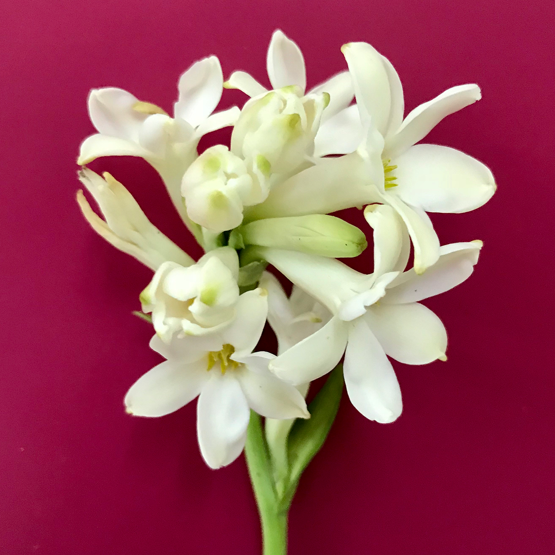 Limited Edition Fragrance Oils – Direct Candle Supply